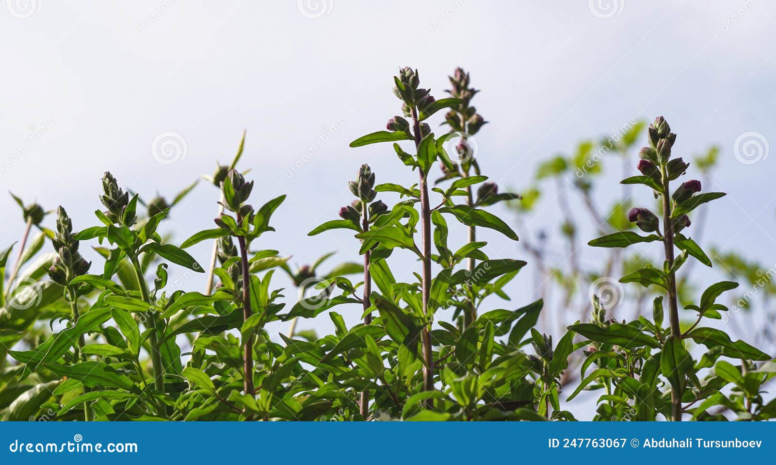 Bell flower buds stock image. Image of season, spring - 247763067