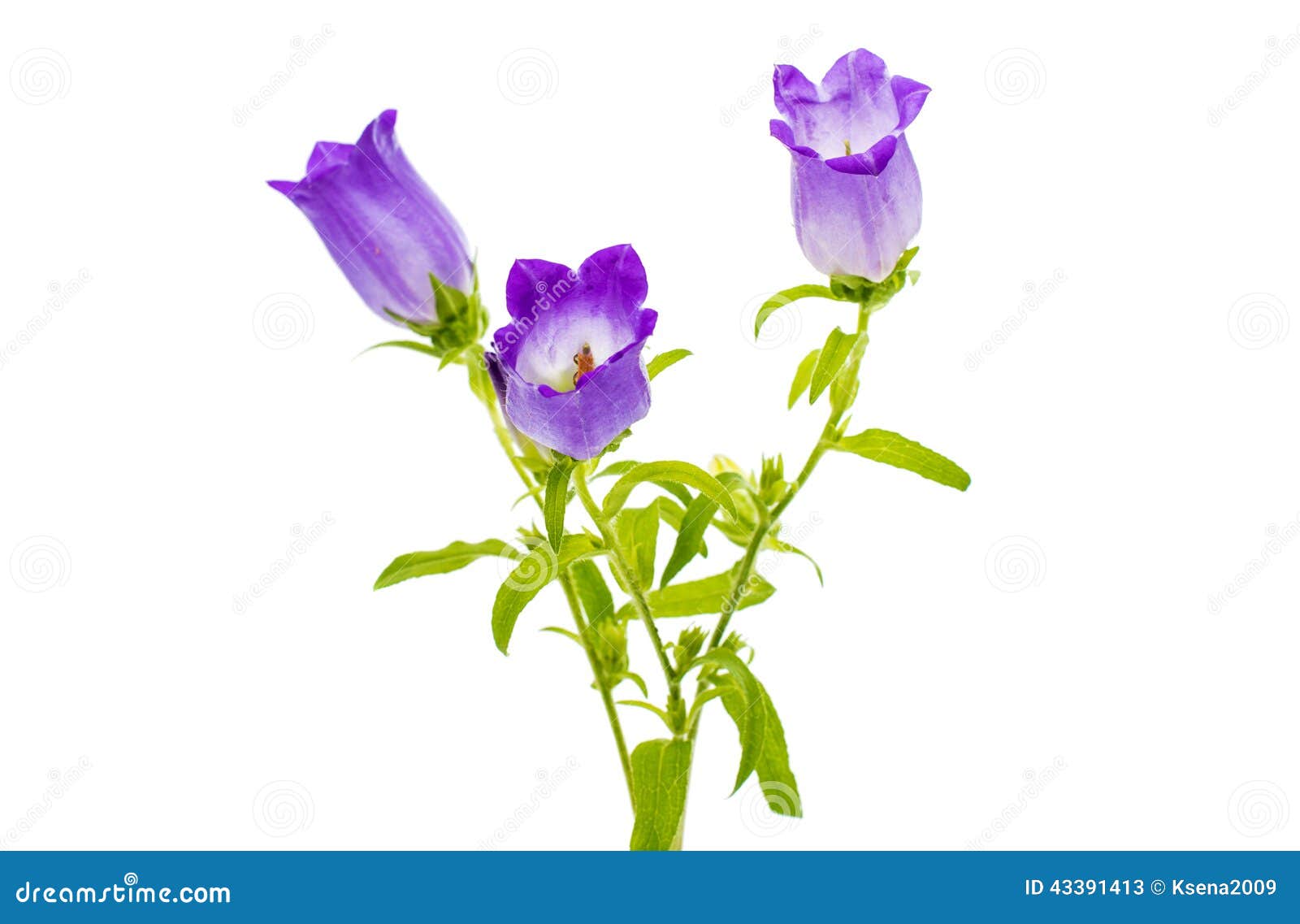 Bell flower isolated stock image. Image of object, plant - 43391413