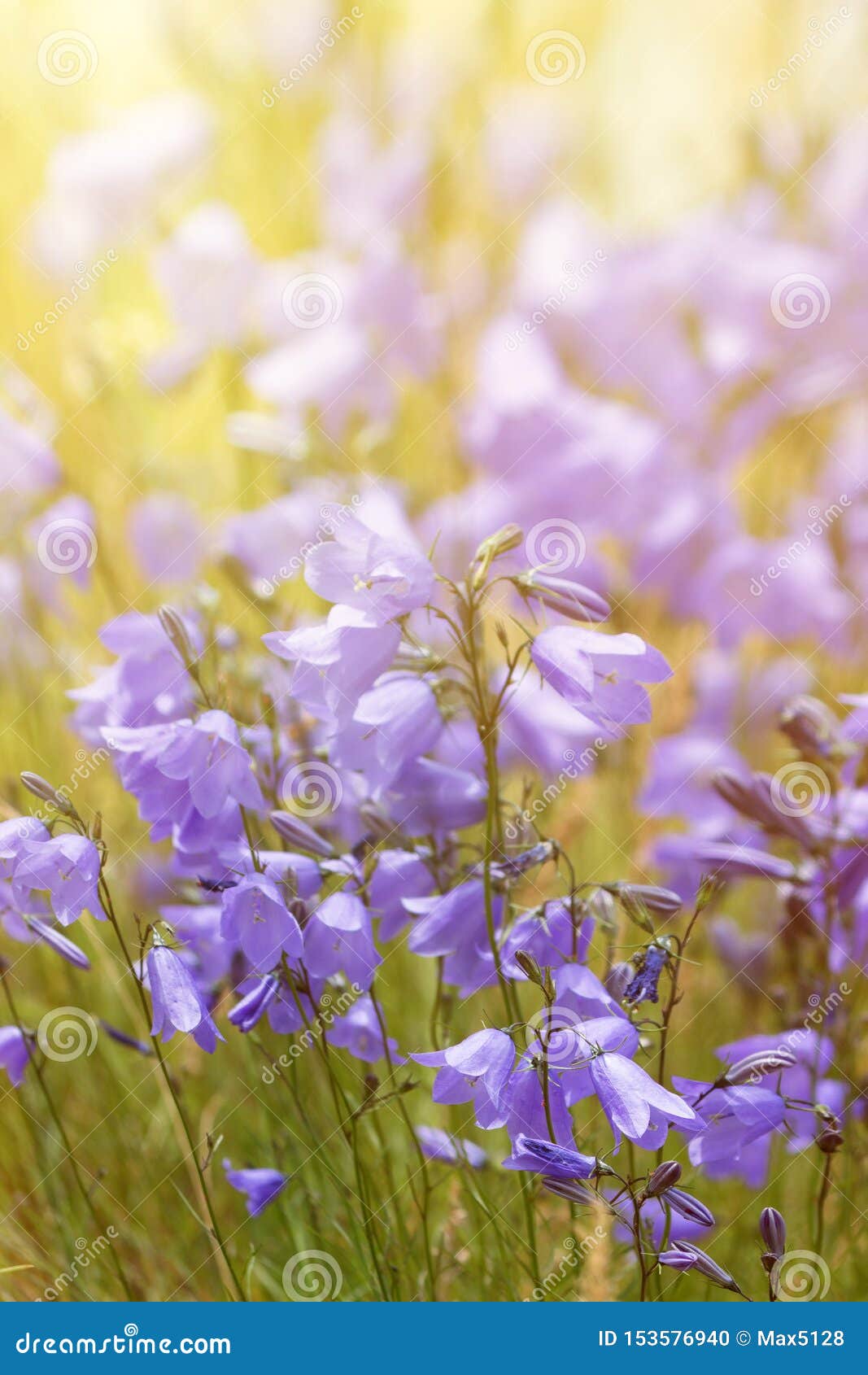 Bell Flower Opens Towards the Sun Stock Photo - Image of harebell ...