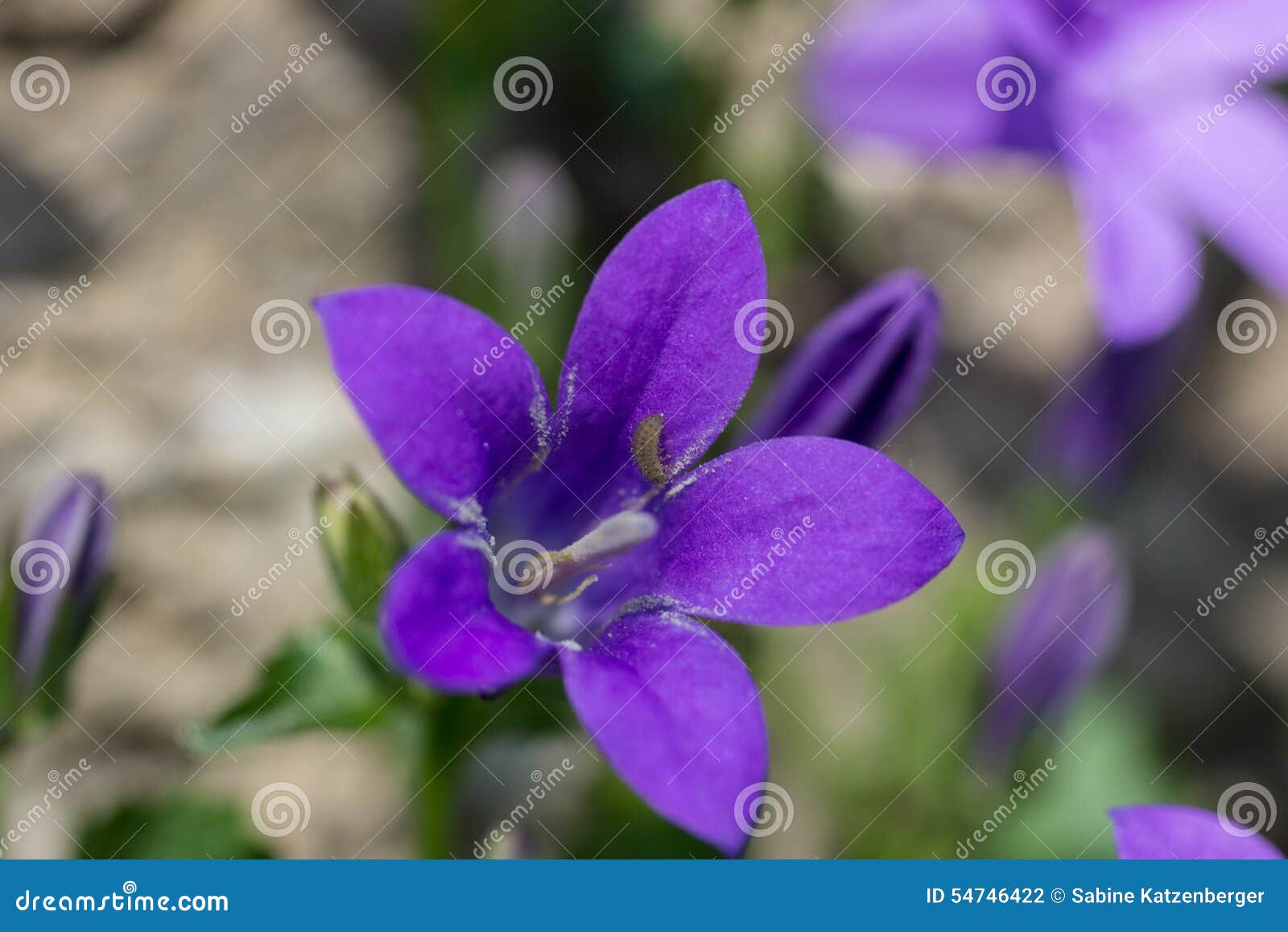 Bell flower stock photo. Image of closeup, petal, background - 54746422