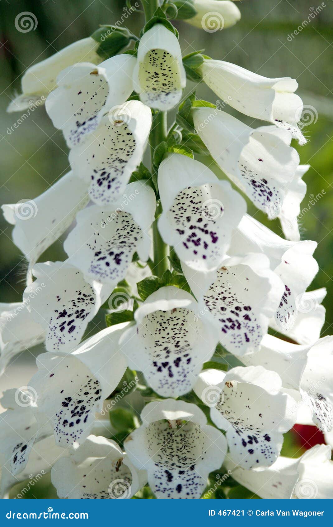 Bell Flowers stock image. Image of nature, bells, white - 467421