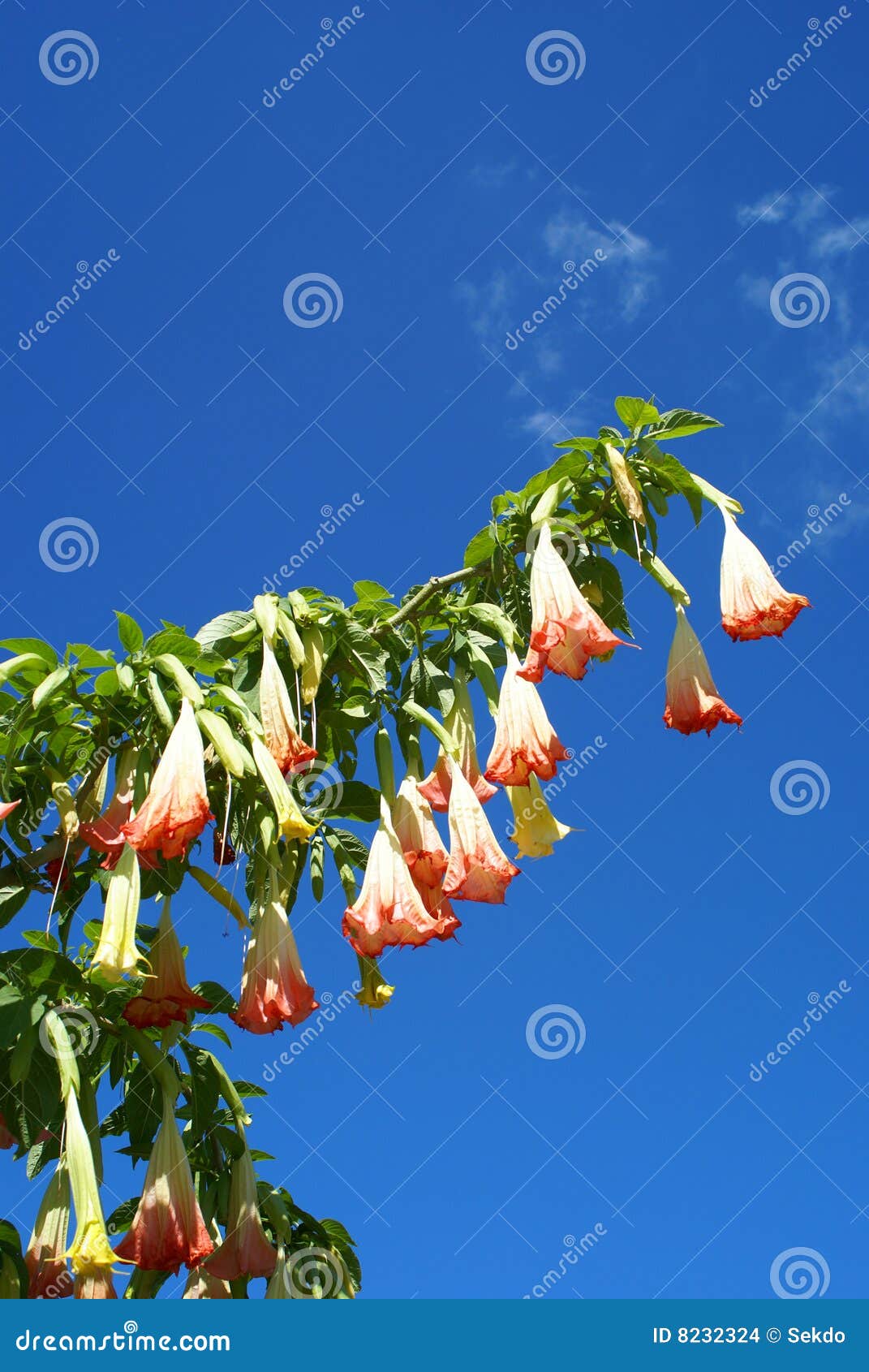 Bell flowers stock photo. Image of glory, flower, honey - 8232324