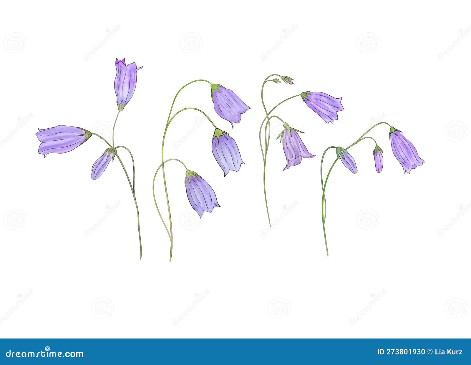 Bell Flowers Set Isolated On White Watercolor Wildflowers Botanical