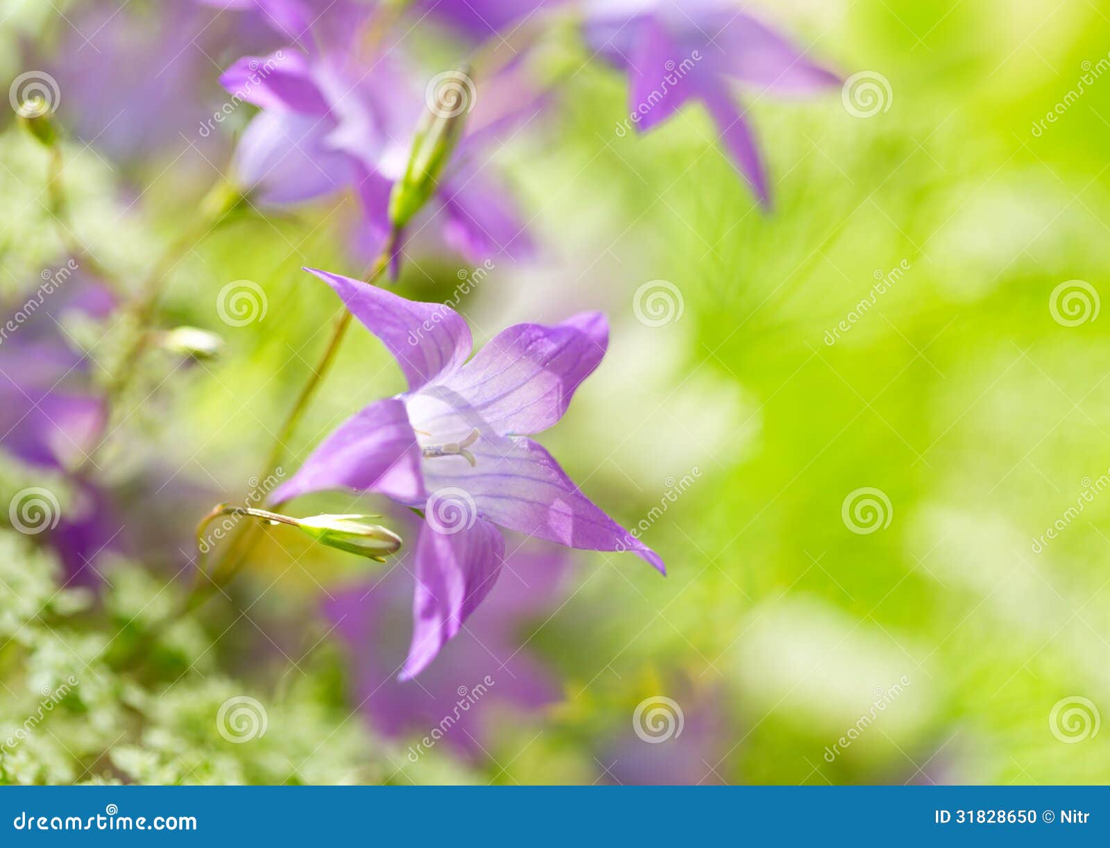 Bell flowers stock photo. Image of objects, vegetation - 31828650