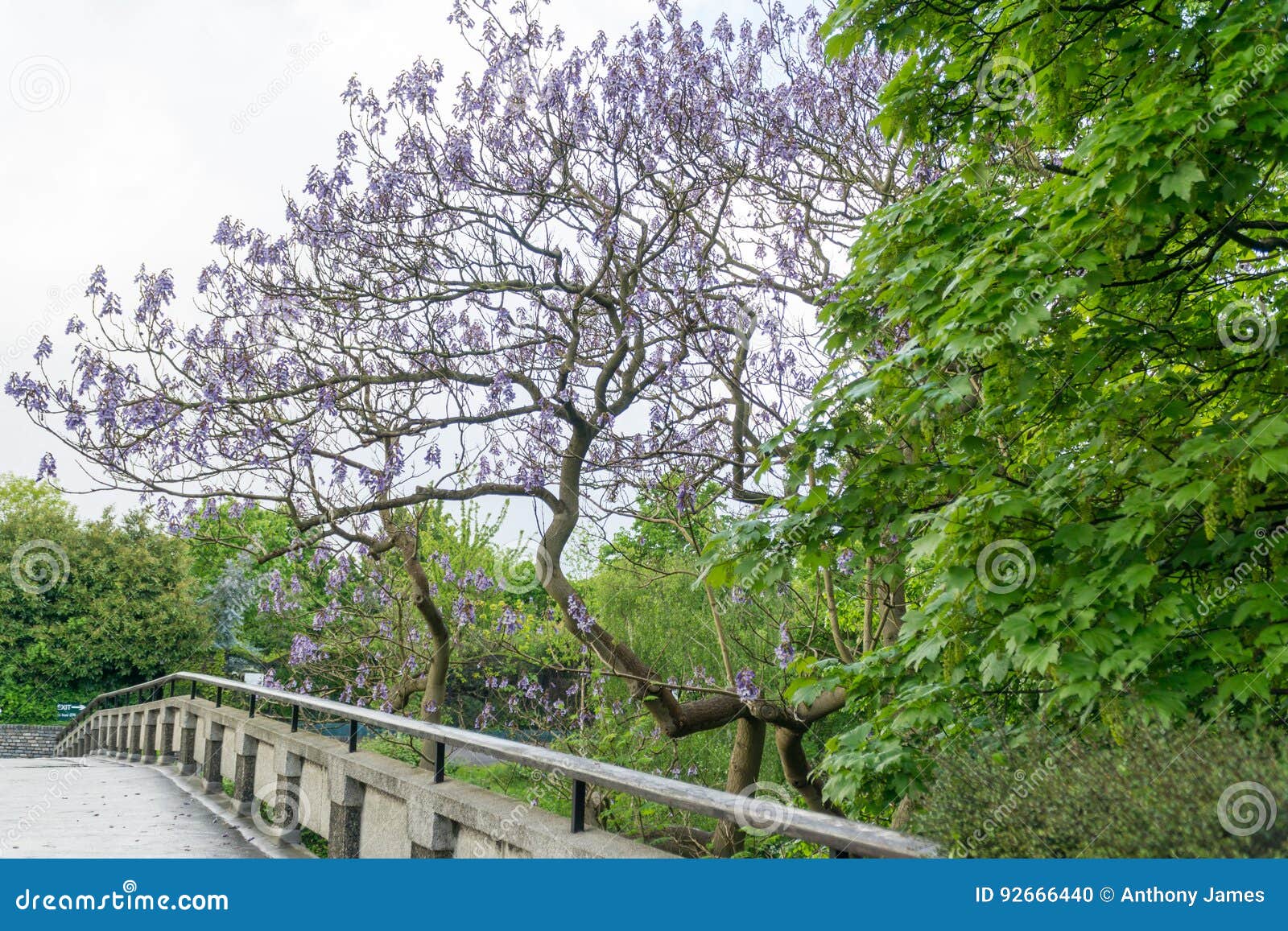 Bell Flowers on a Tree at the Side of a Bridge in London Stock Photo ...