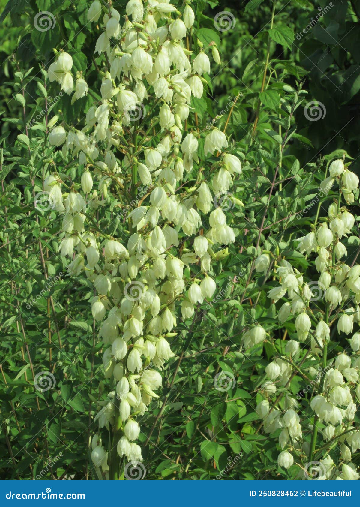 Bell flowers stock photo. Image of fruit, food, vegetable - 250828462