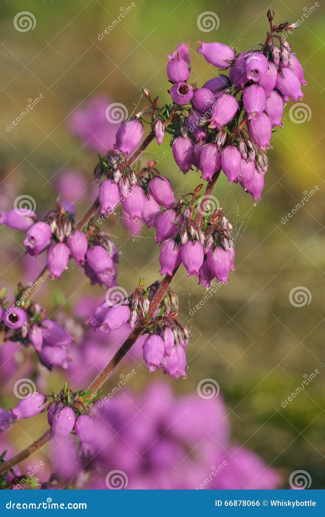 Bell Heather stock photo. Image of erica, england, ericaceae - 66878066