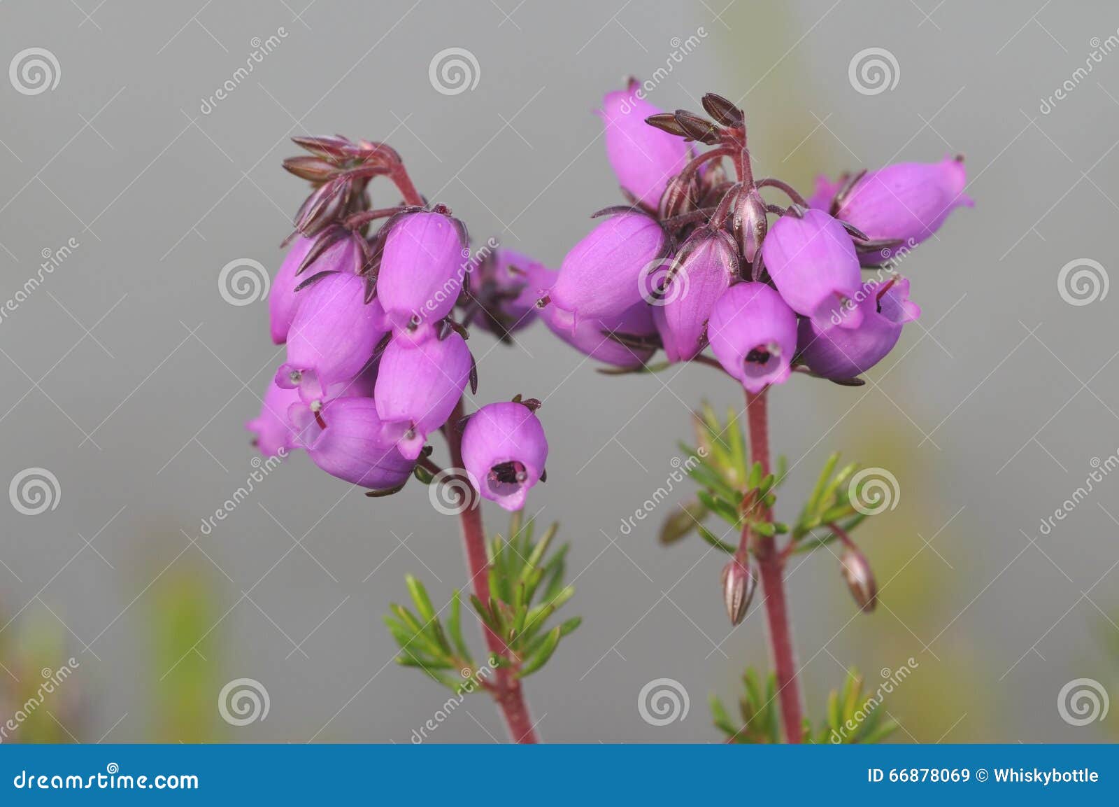 Bell Heather stock image. Image of flower, surrey, summer - 66878069