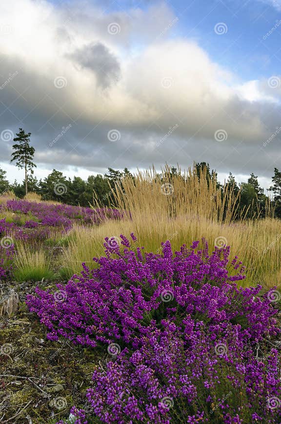 Bell Heather and Grasses stock image. Image of landscape - 28358705