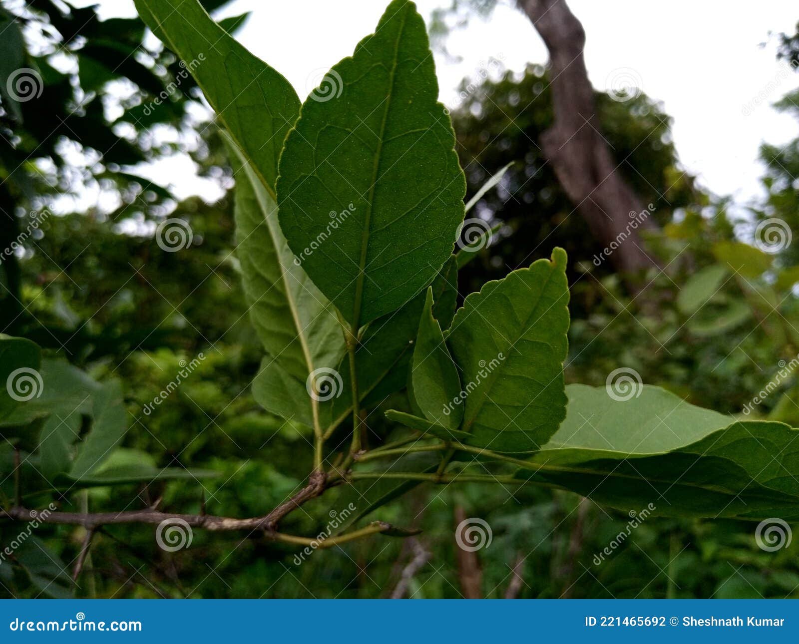 Bell leaf works in worship stock photo. Image of food - 221465692