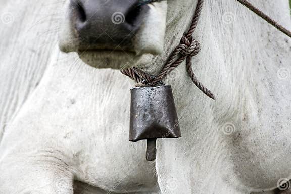 Bell on neck of cow stock image. Image of ancient, background - 57874853
