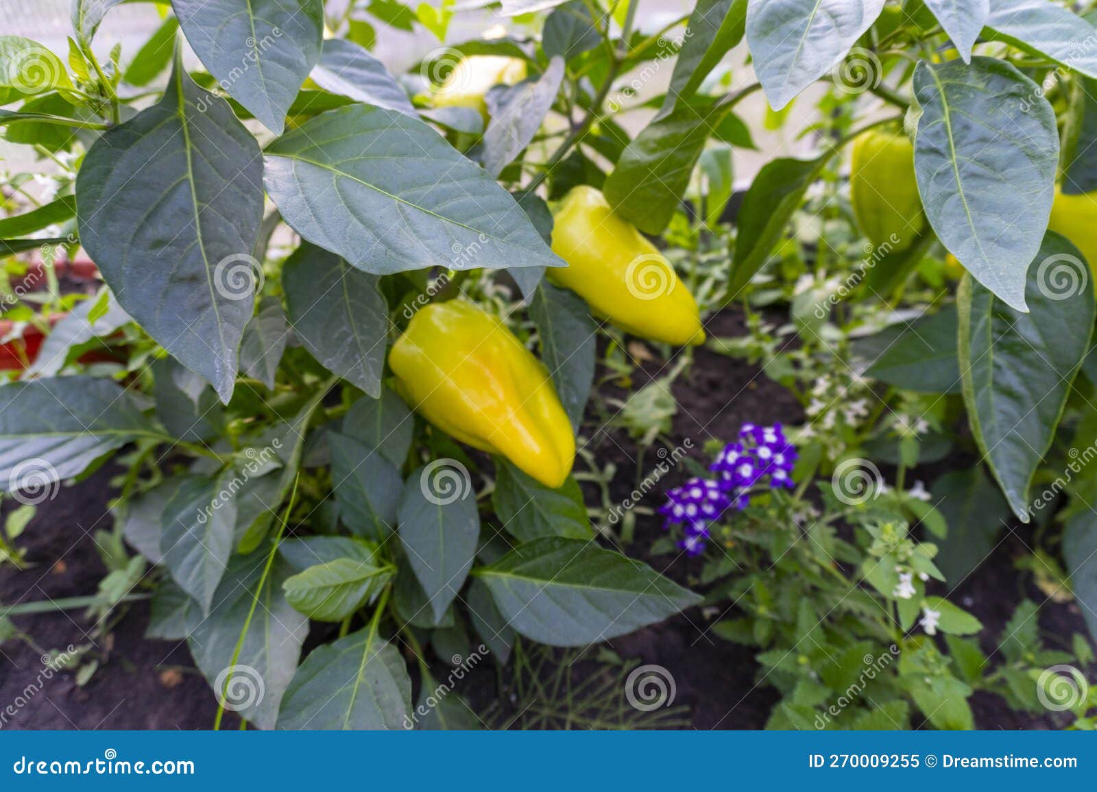 Bell Pepper on a Bush Garden Stock Image - Image of background, crop ...
