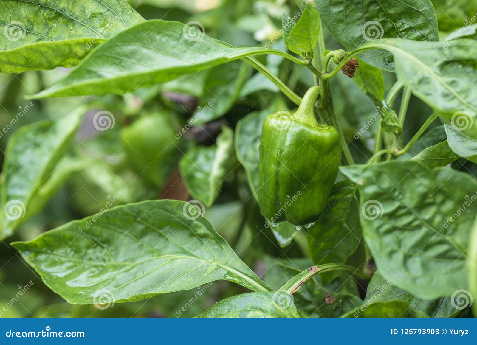 Bell pepper bush stock image. Image of focus, leaf, pepper - 125793903