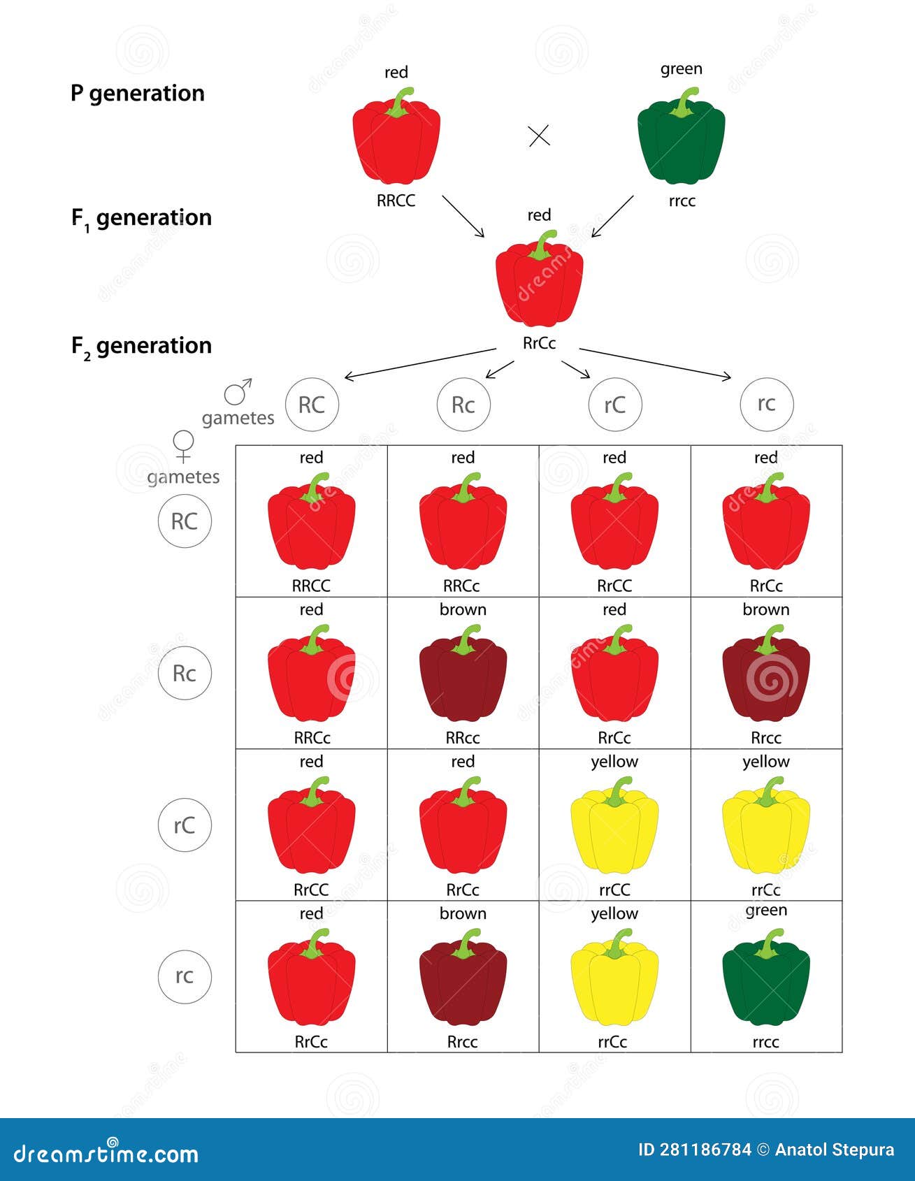 Dihybrid Cross Vector Illustration. Labeled Educational Genetic Table ...