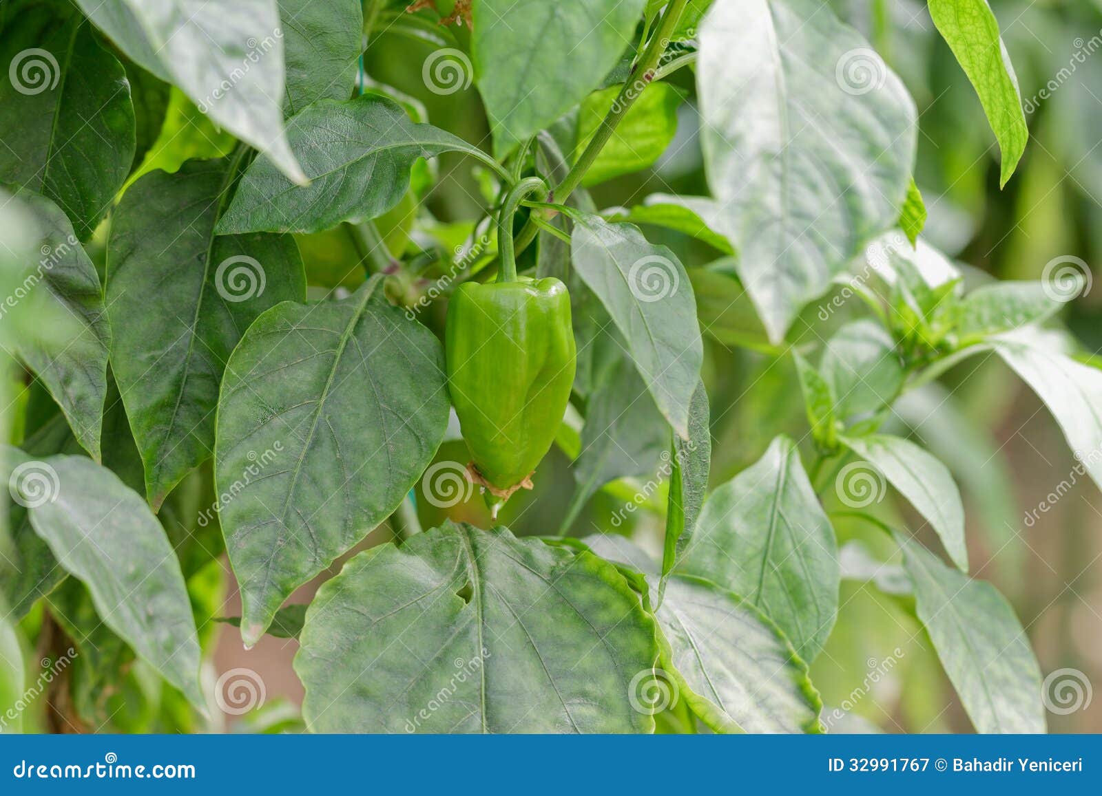 Bell Pepper Crop stock image. Image of closeup, peppers - 32991767