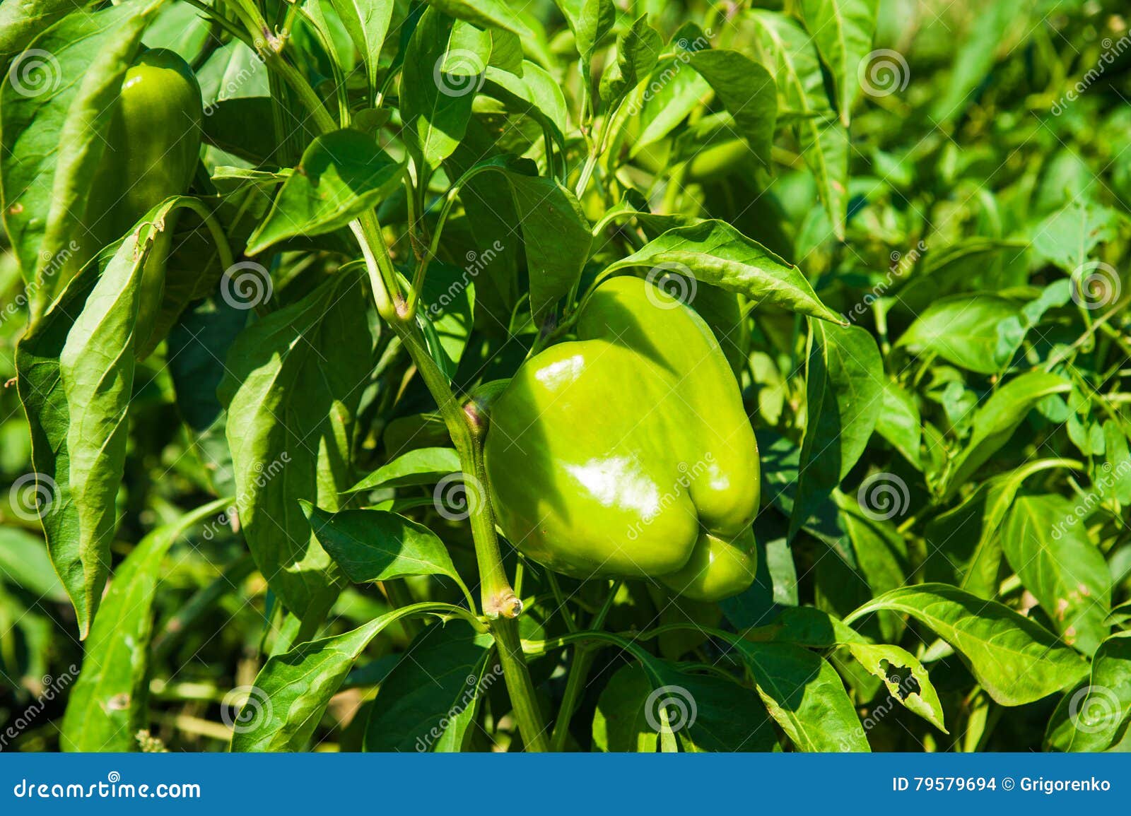 Bell pepper field stock photo. Image of peppers, garden - 79579694