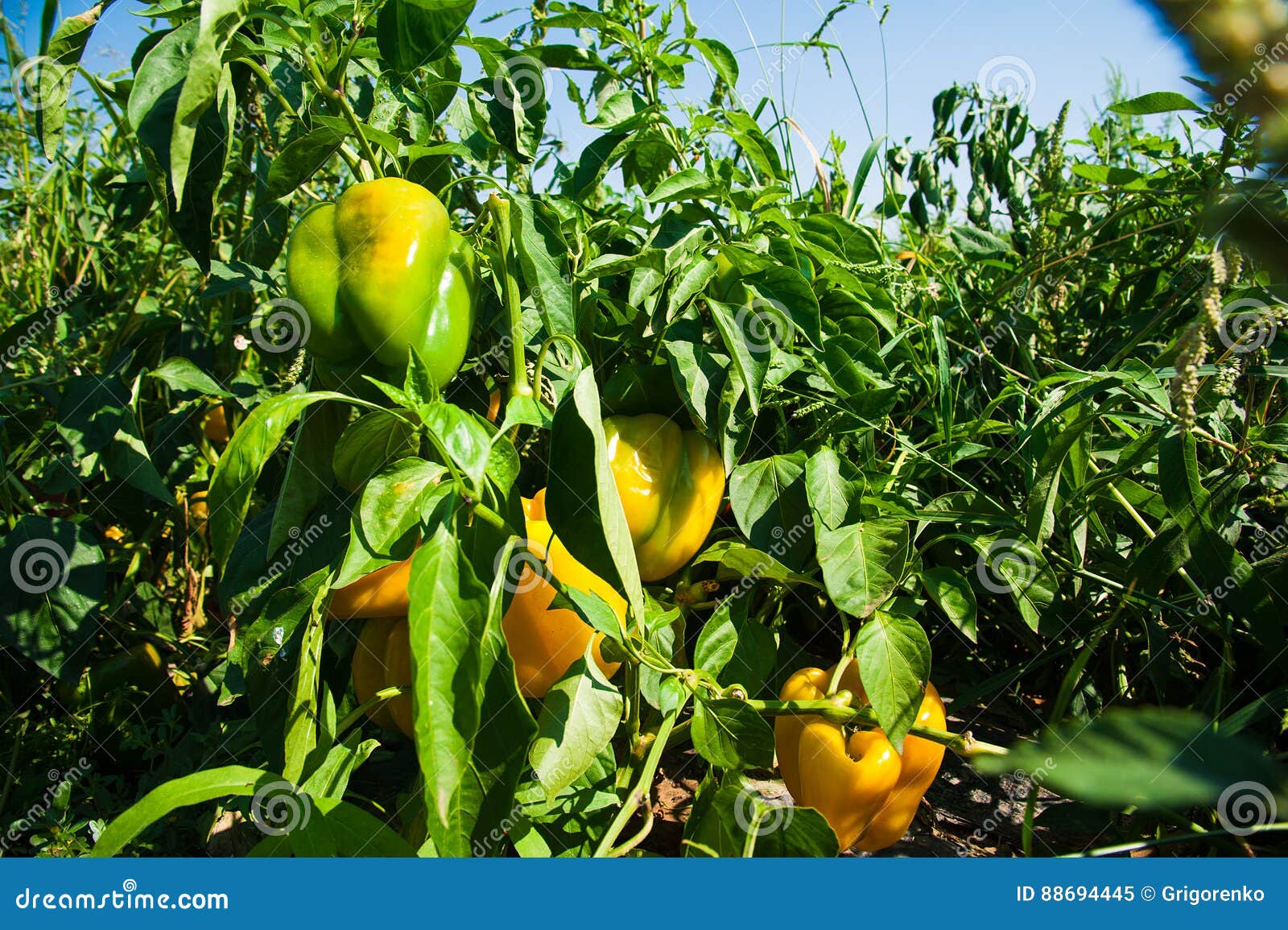 Bell pepper field stock image. Image of ripe, growing - 88694445