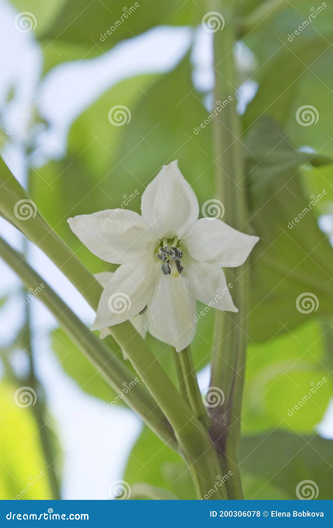 Bell Pepper Flower on a Green Bush Stock Photo - Image of plumeria ...