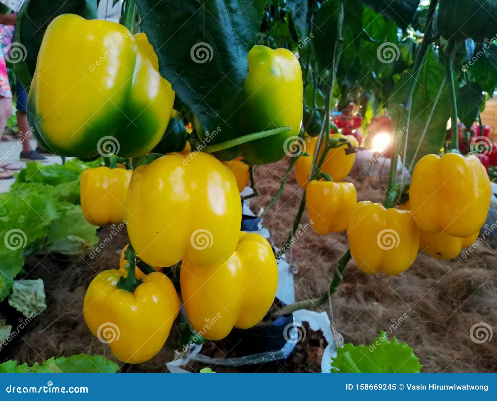 Bell pepper in the garden stock image. Image of branch - 158669245