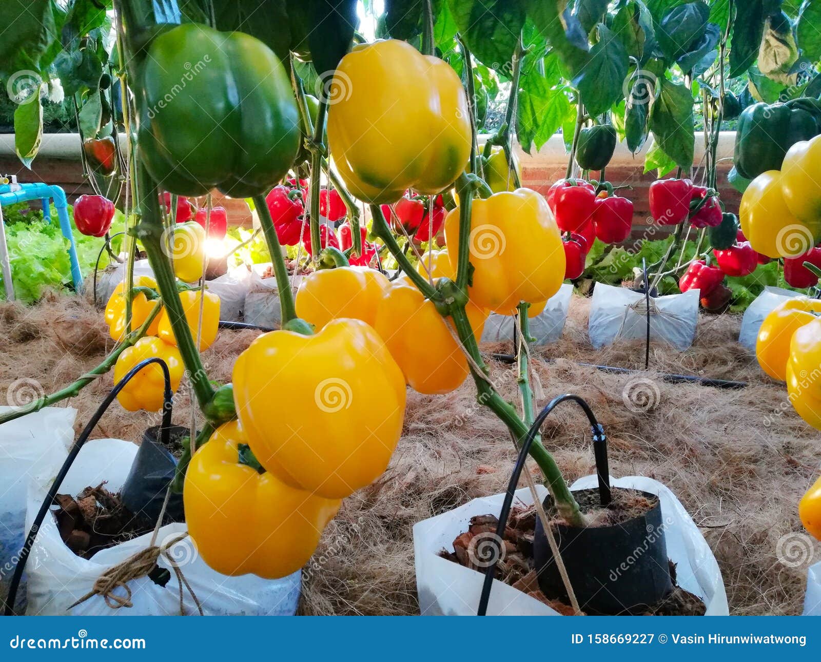 Bell pepper in the garden stock image. Image of agricultural - 158669227