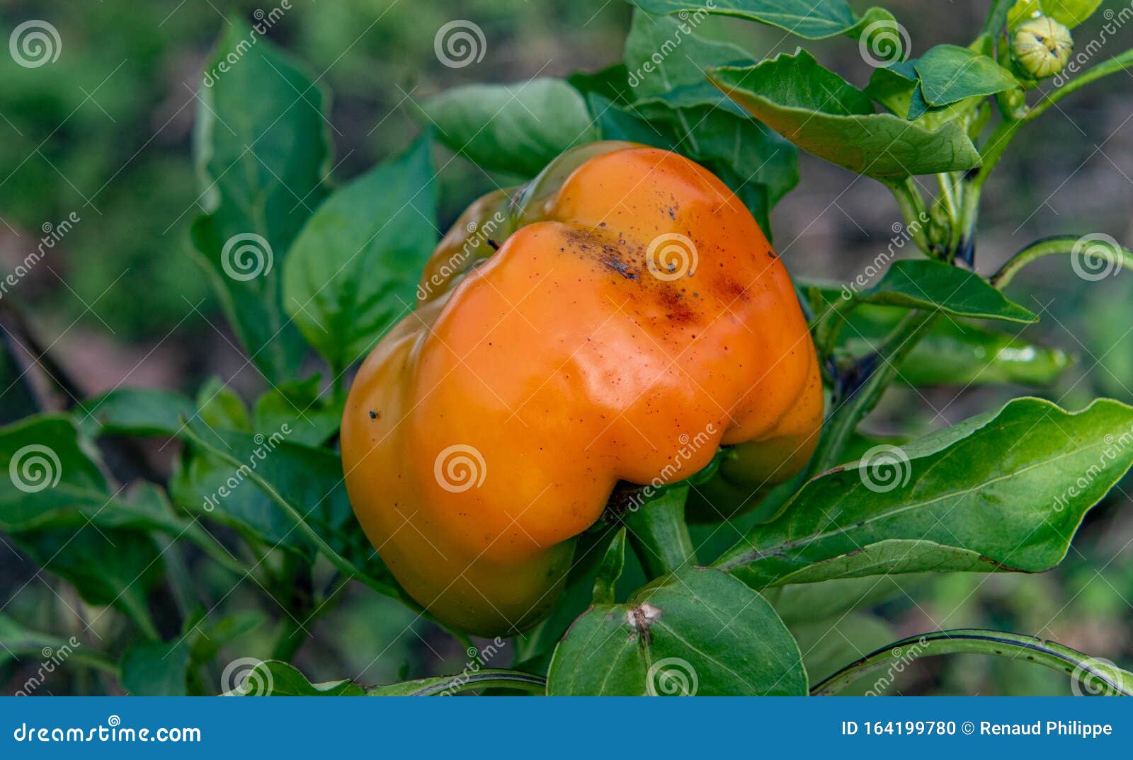 Bell pepper in the garden stock photo. Image of bell - 164199780