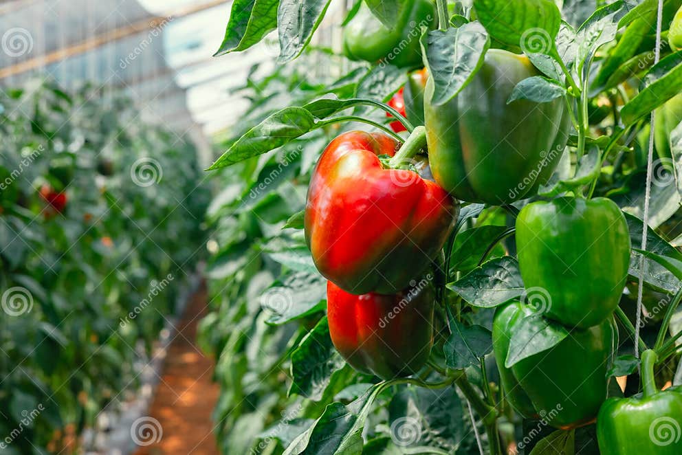 Bell Pepper Hanging on Tree in Garden Stock Image - Image of fresh ...