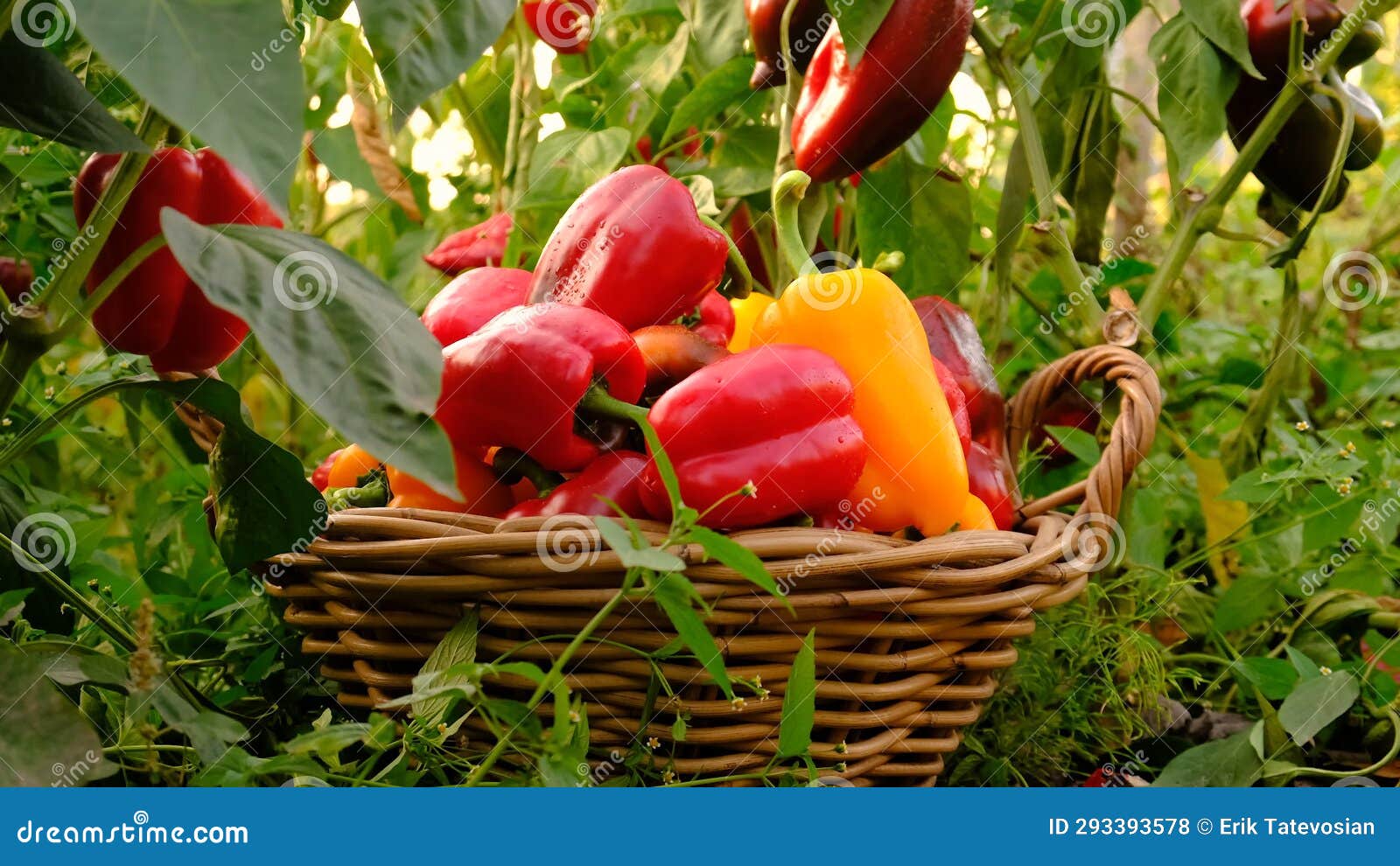 Bell Pepper Harvest on the Farm. Selective Focus Stock Footage - Video ...