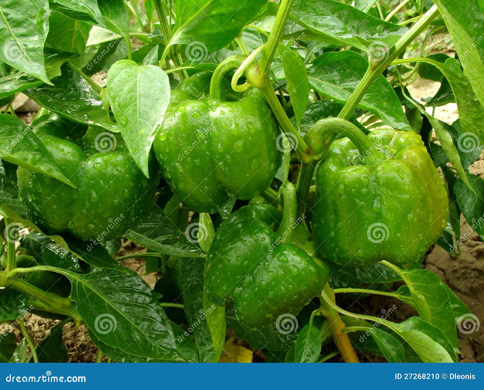 Bell Pepper Plant Stock Photo - Image: 27268210