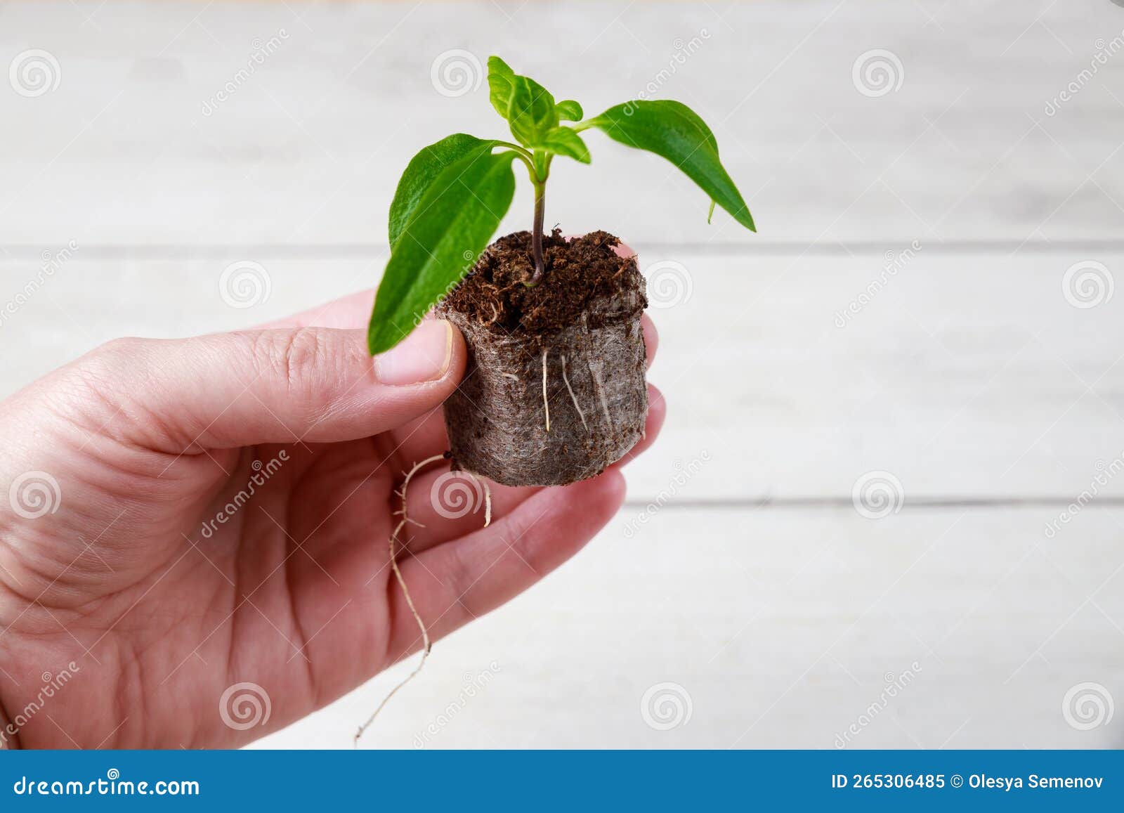 Bell Pepper Seedling in Peat Tablet with a Well Developed Root System ...