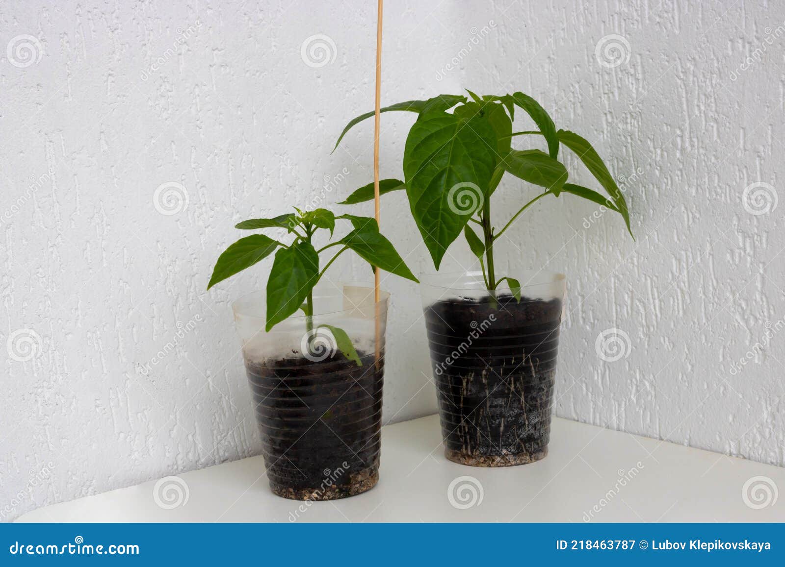 Bell Pepper Seedling with a Well-developed Root System on a White ...