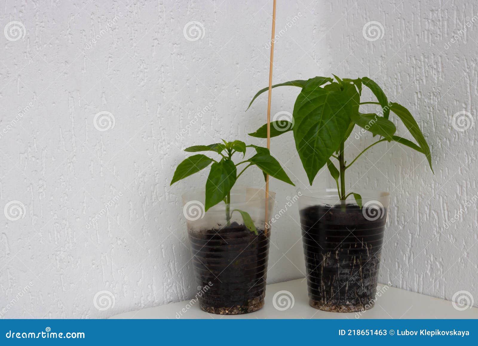 Bell Pepper Seedling with a Well-developed Root System on a White ...