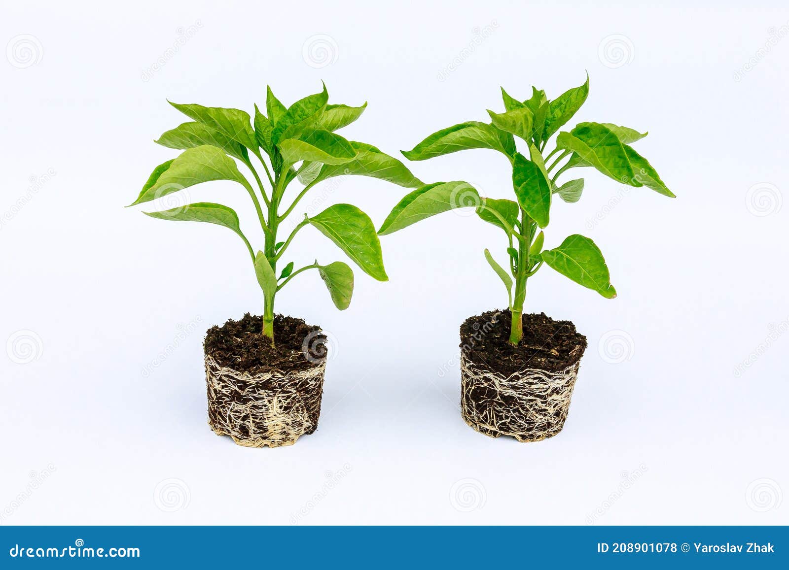 Bell Pepper Seedling with a Well-developed Root System on a White ...