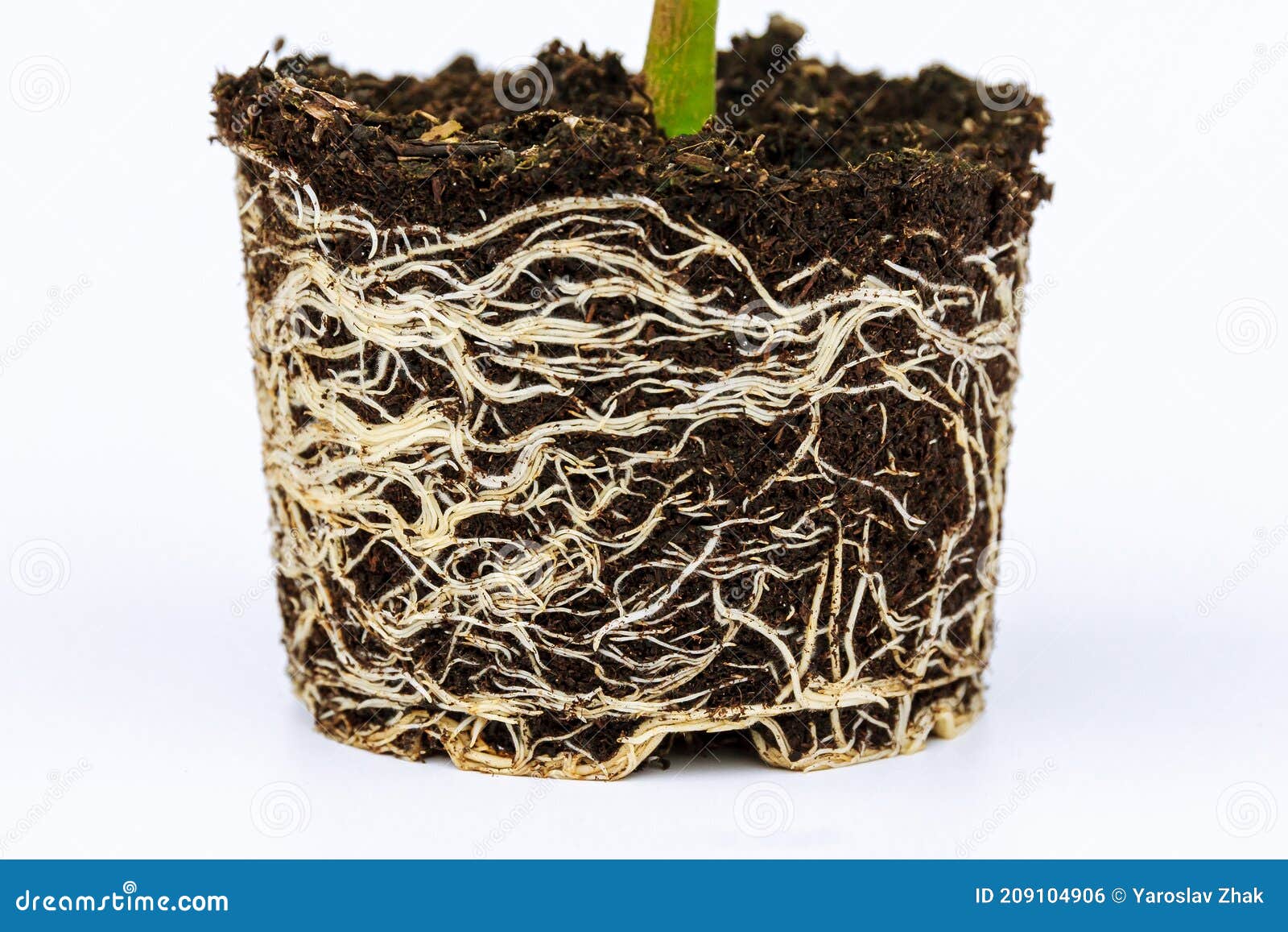 Bell Pepper Seedling With A Well-developed Root System On A White ...