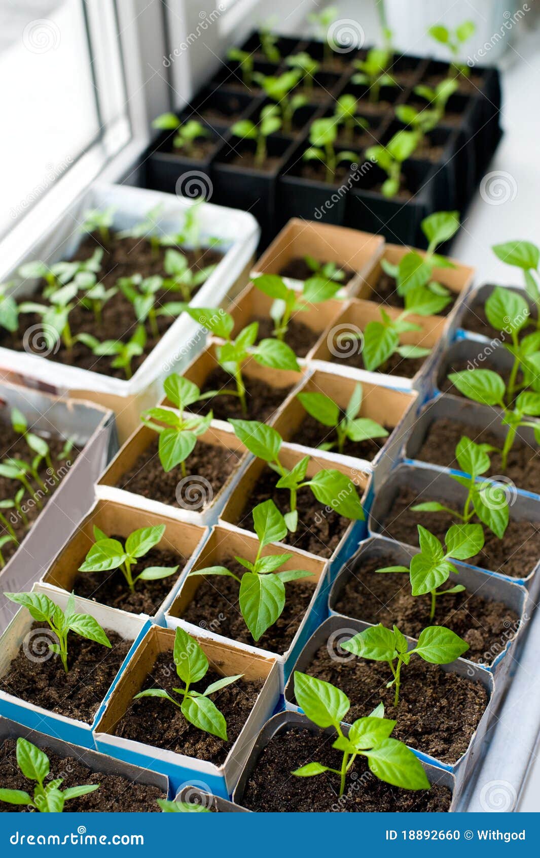 Bell pepper seedlings stock photo. Image of vegetable - 18892660
