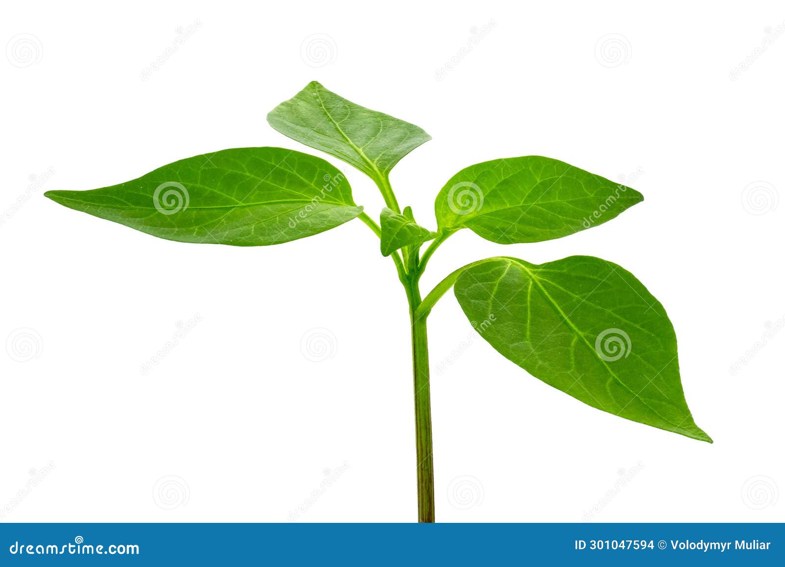 Bell Pepper Sprout, Pepper Stem with Green Leaves on White Isolated ...