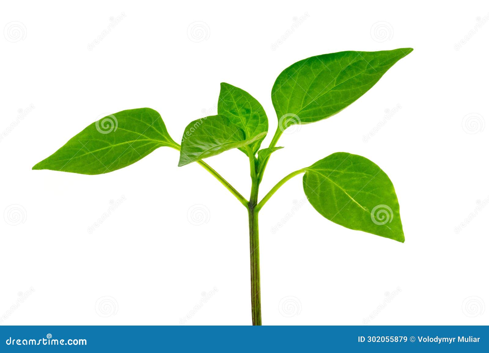 Bell Pepper Sprout, Pepper Stem with Green Leaves on White Isolated ...