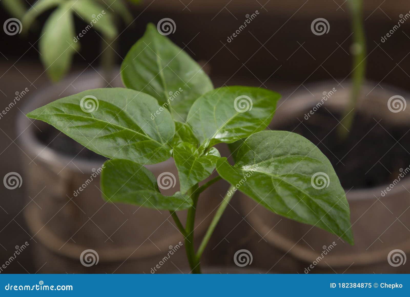 Bell Pepper Sprout on Wood Background Stock Image - Image of ground ...