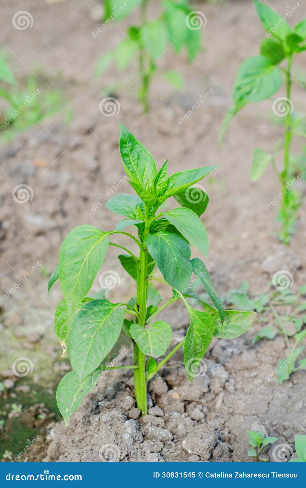 Bell pepper stalks stock image. Image of garden, pepper - 30831545
