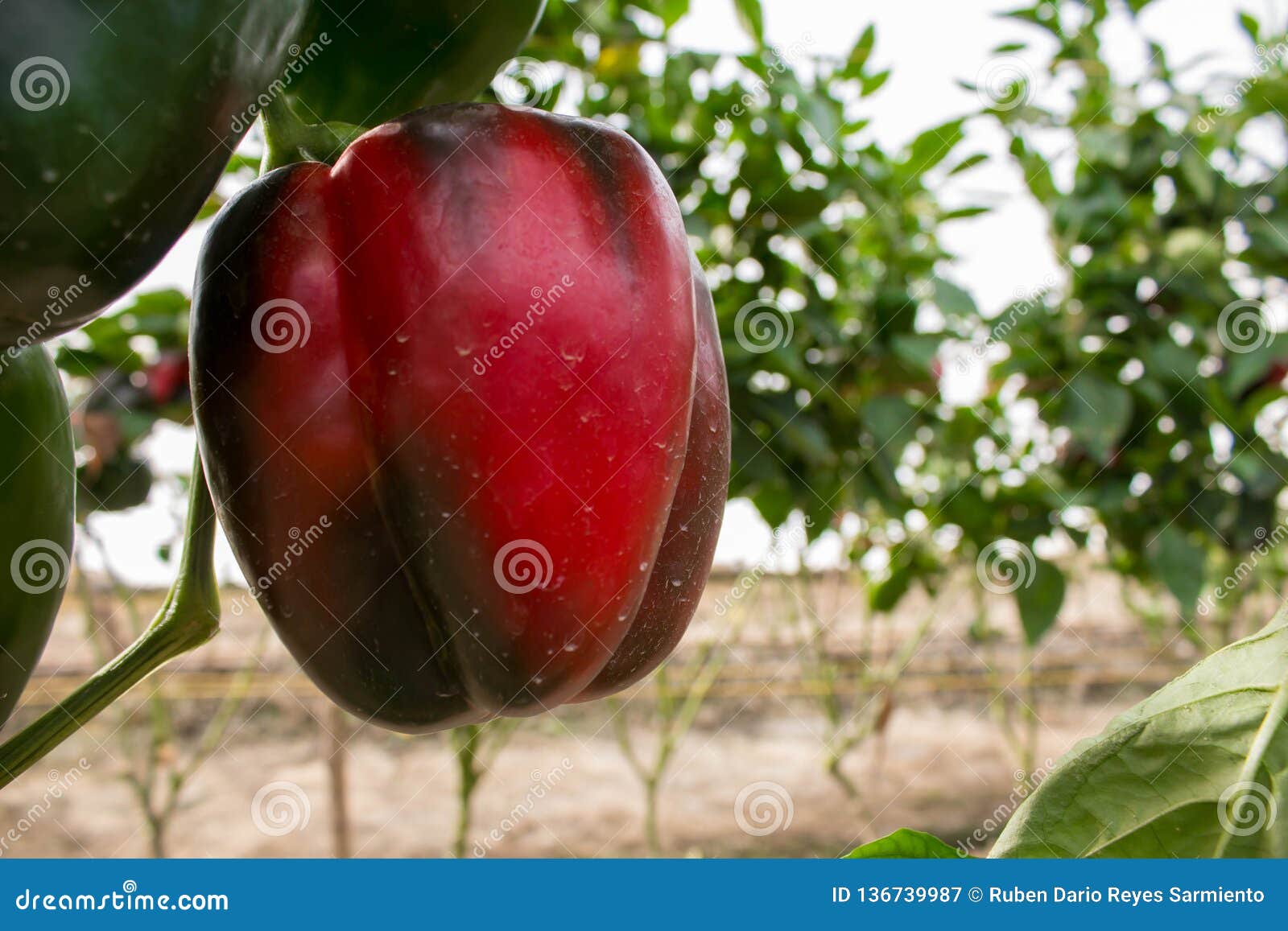 Bell pepper on the tree stock image. Image of isolated - 136739987
