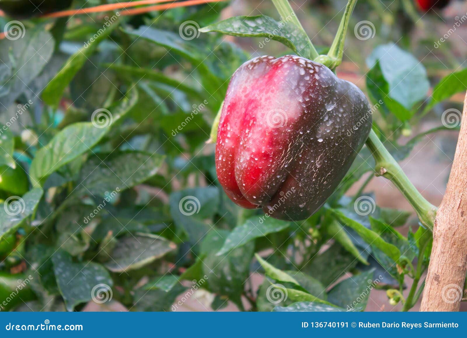 Bell pepper on the tree stock image. Image of diet, bell - 136740191