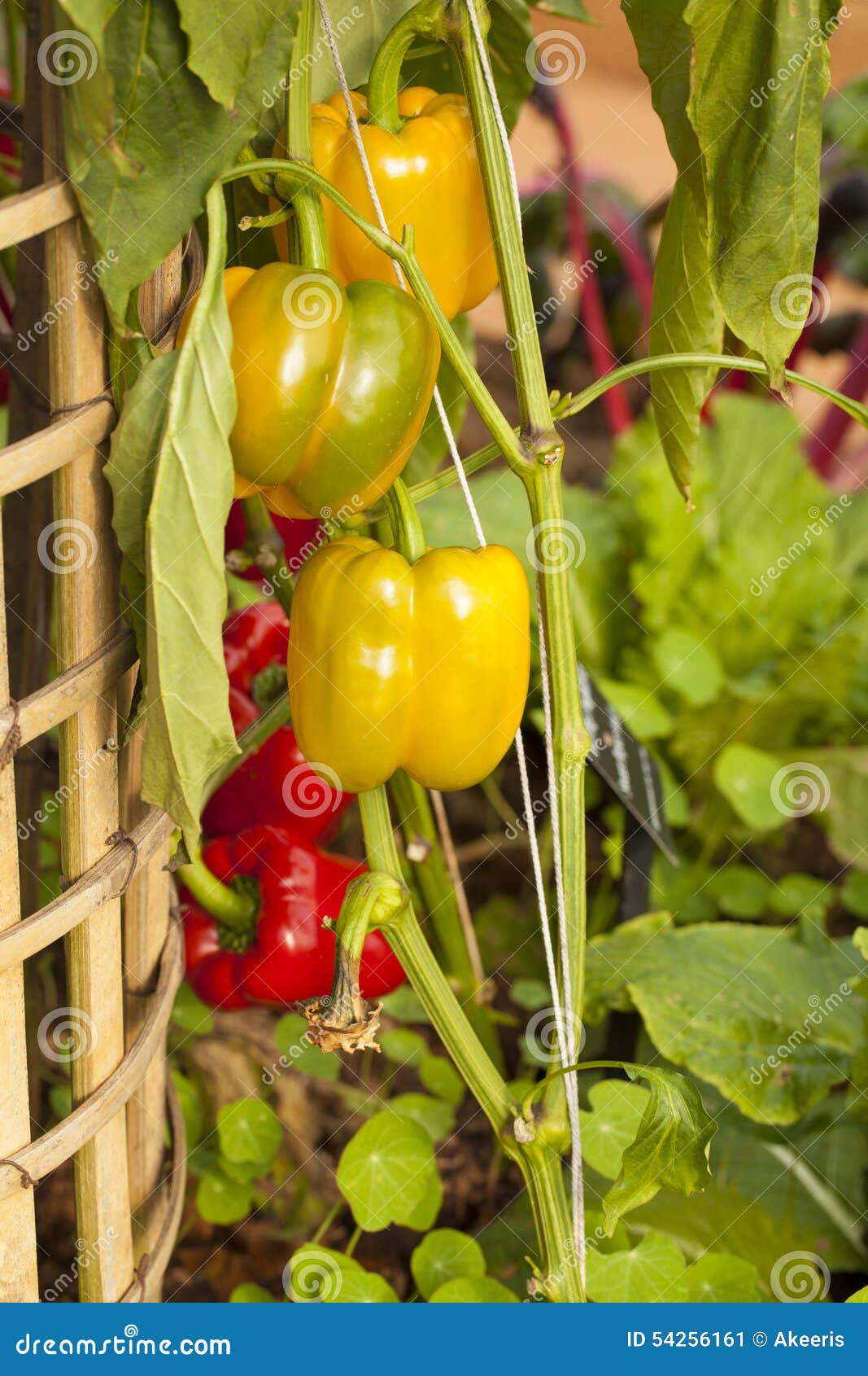 Bell pepper stock image. Image of natural, backyard, pepper - 54256161