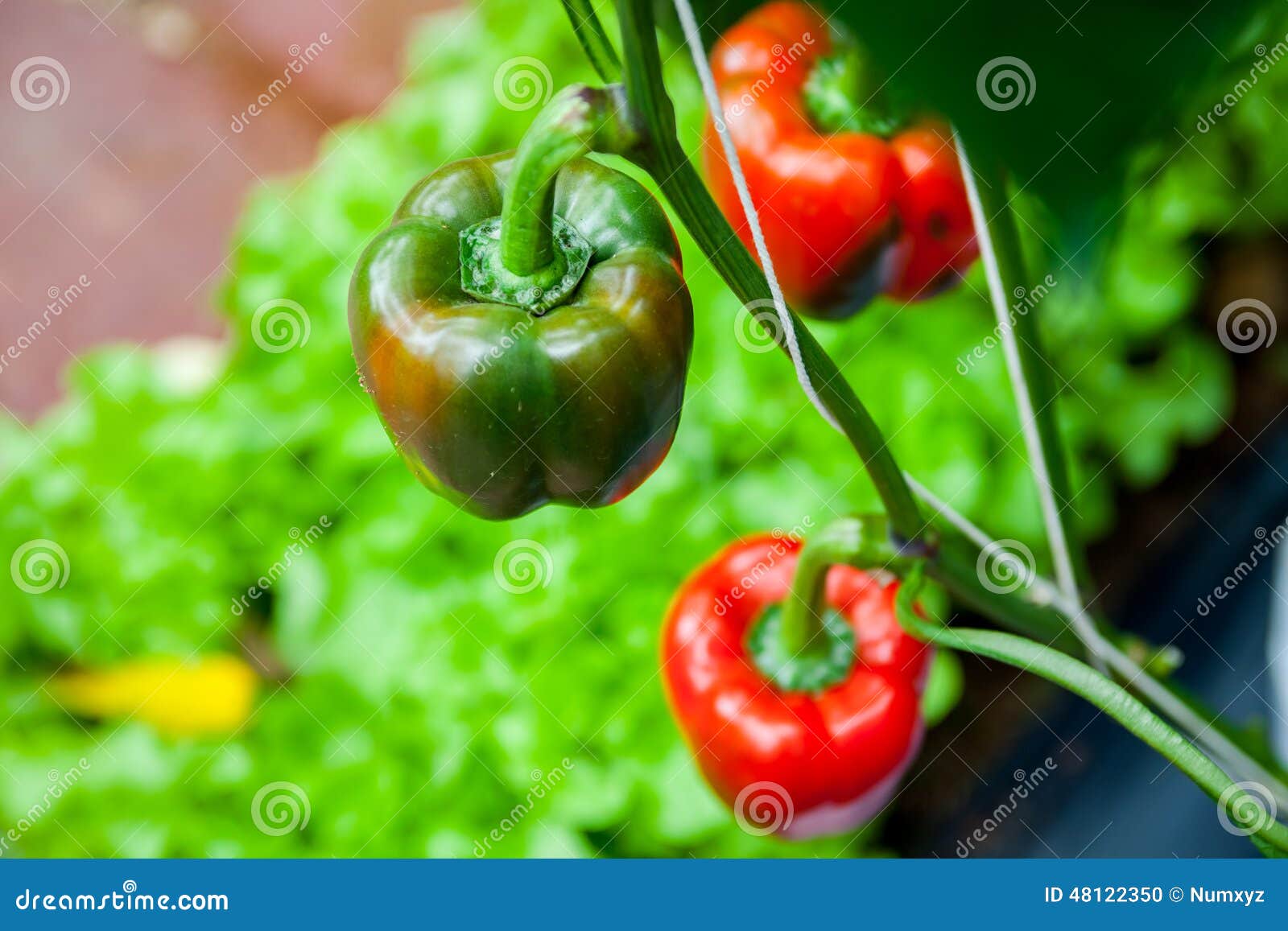 Bell Pepper on the Tree Ready To Be Sold Stock Photo - Image of peppers ...