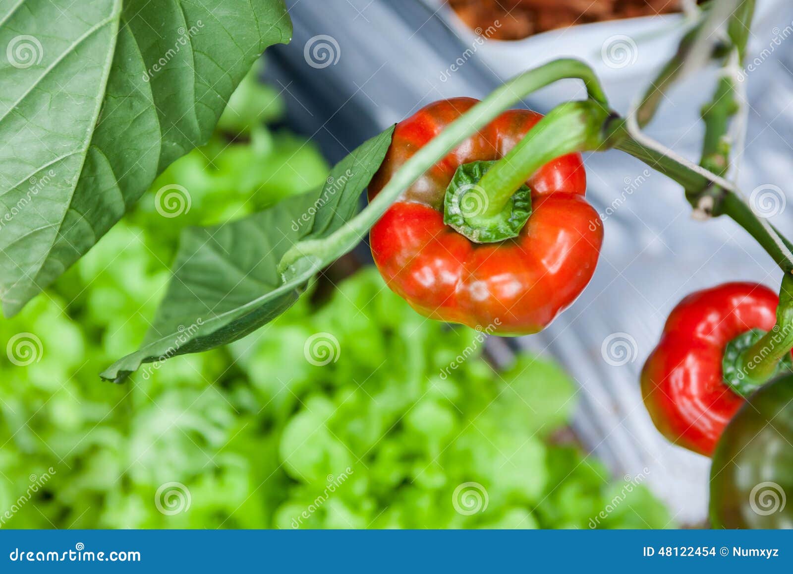 Bell Pepper on the Tree Ready To Be Sold Stock Photo - Image of natural ...