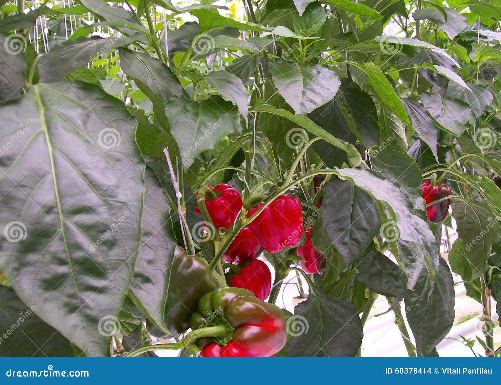 Bell pepper on the tree stock photo. Image of business - 60378414