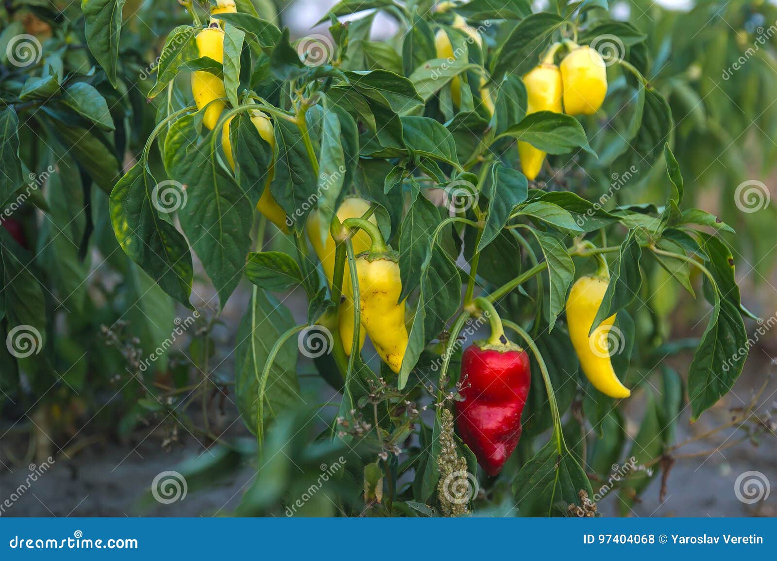 Bell Pepper on the Tree Ready Stock Photo - Image of chilli, capsicum ...