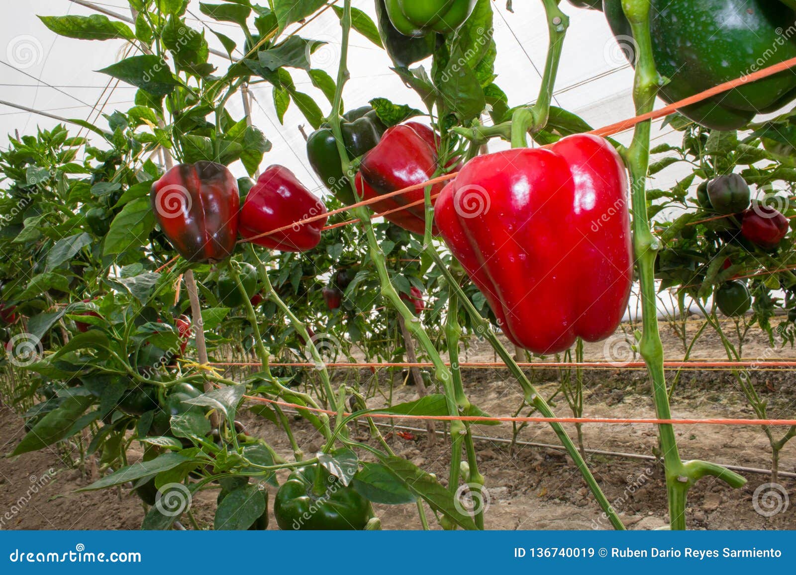 Bell pepper on the tree stock image. Image of nature - 136740019