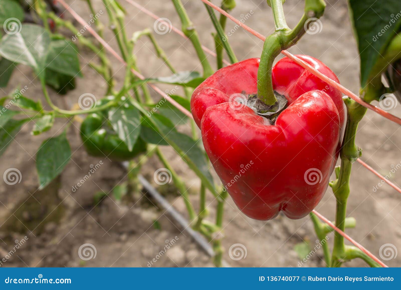 Bell pepper on the tree stock image. Image of vegetable - 136740077