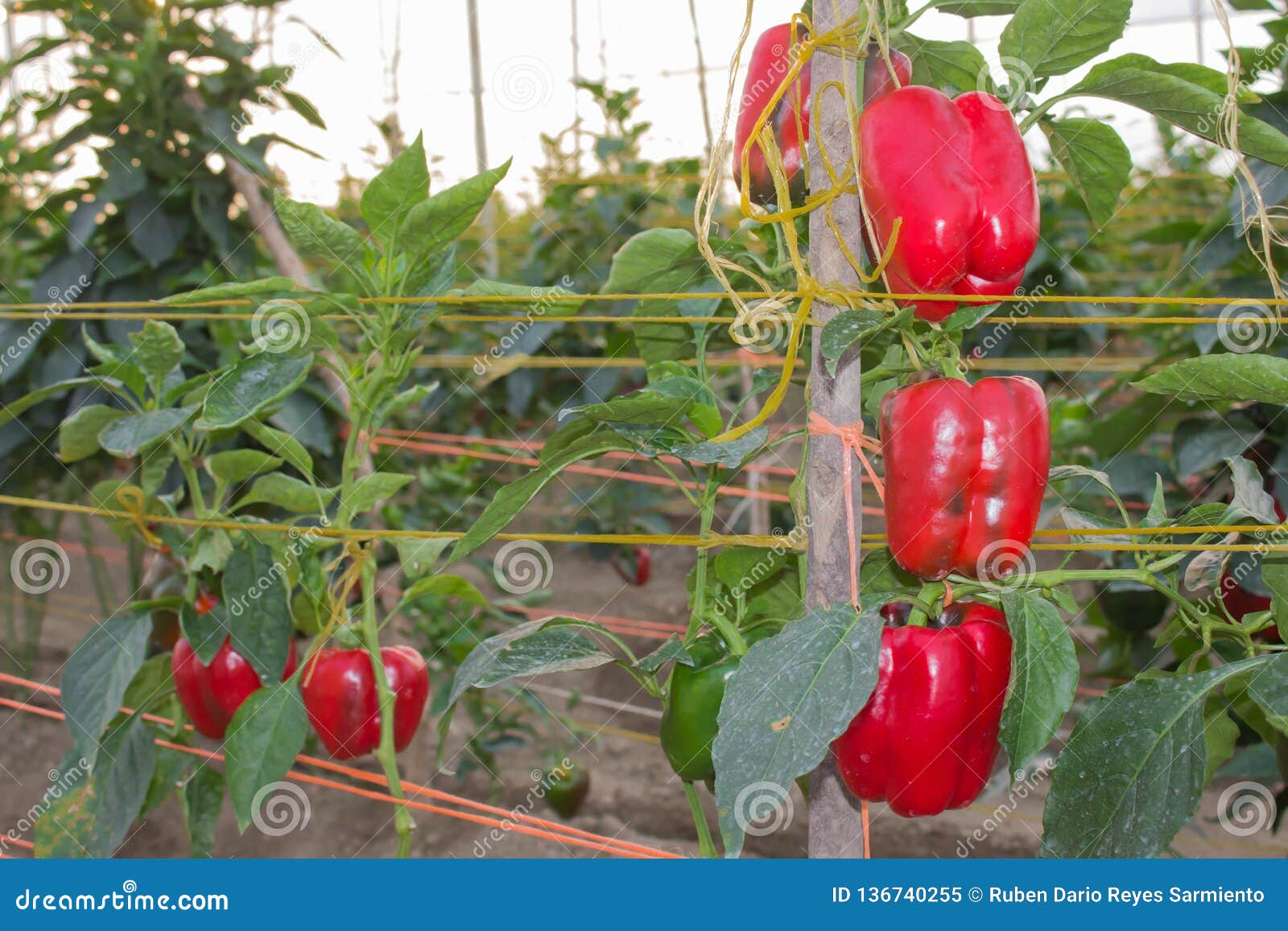 Bell pepper on the tree stock image. Image of nutrition - 136740255