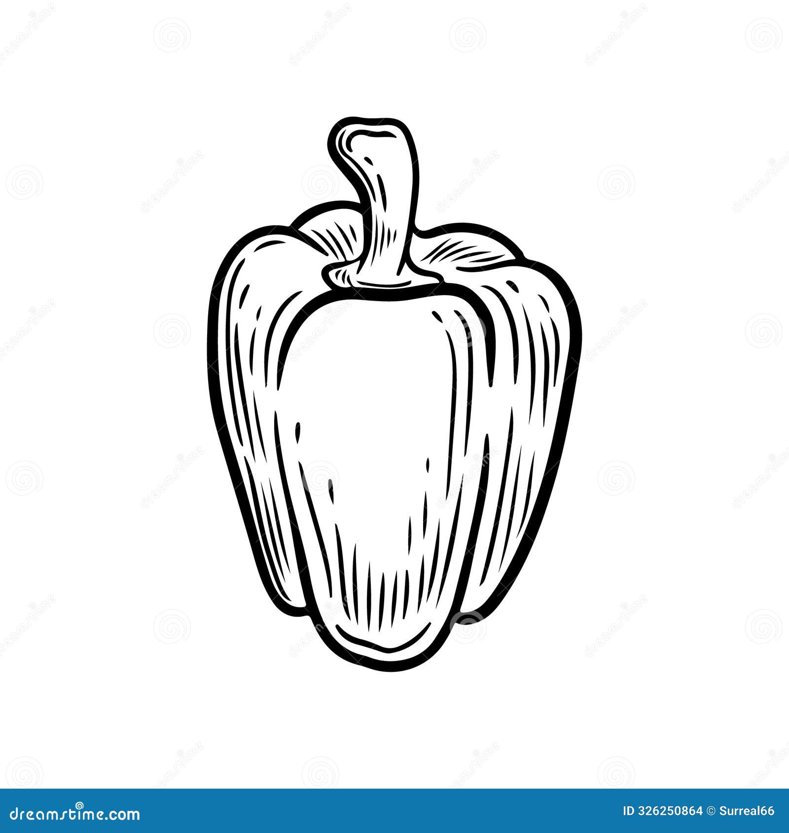 Bell Pepper Vegetable Engraving Vector Illustration Isolated on White ...