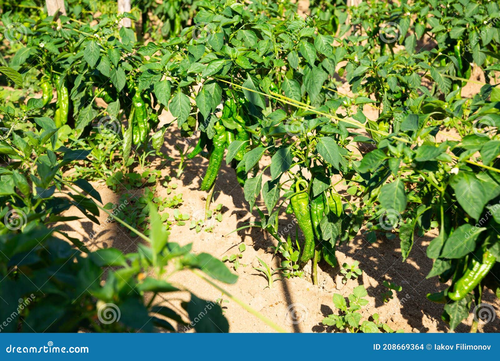 Bell Peppers Sprouts Grow on the Field Using Sticks Stock Photo - Image ...
